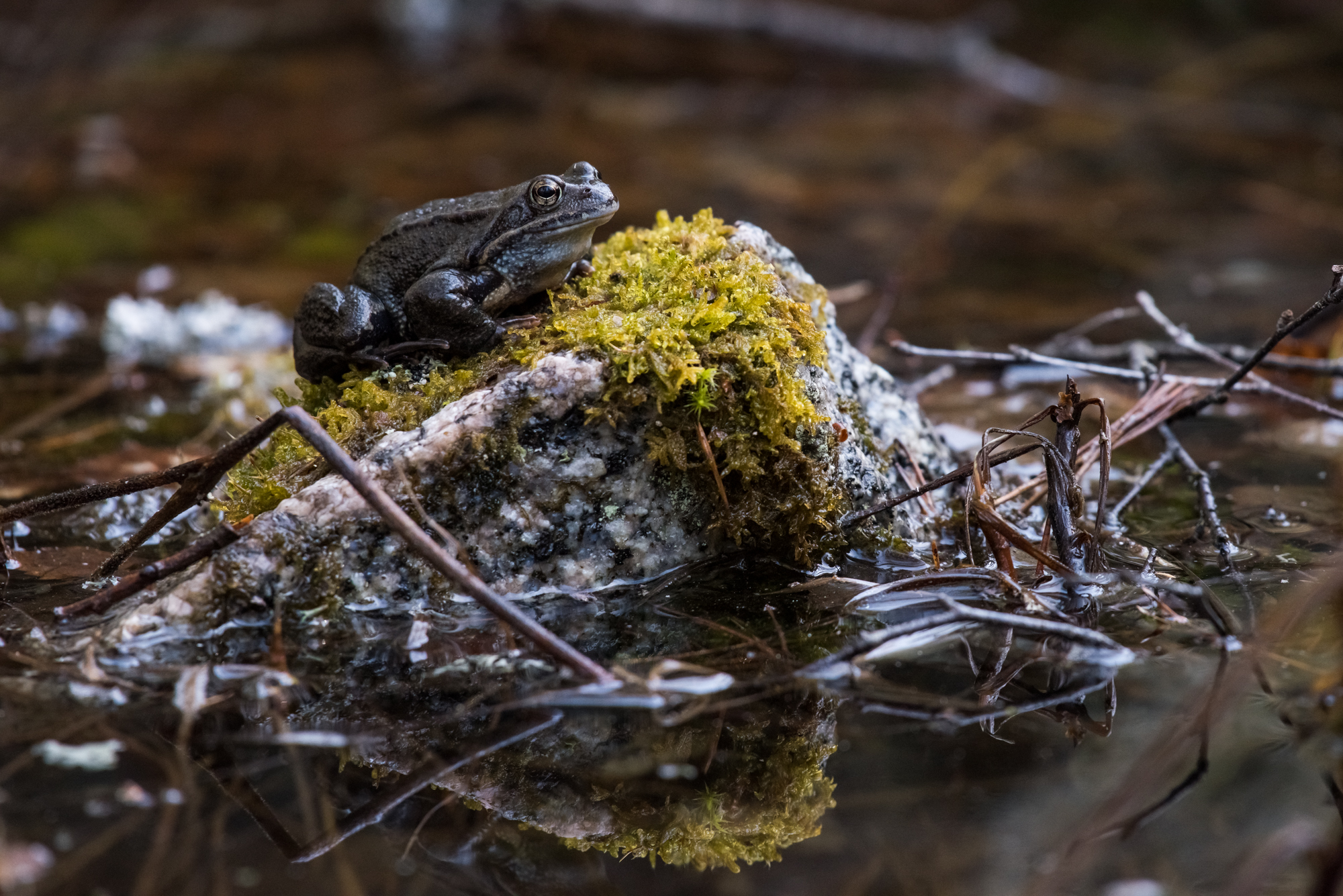 Svensk vanlig groda. Riktigt skarpa närbilder. Spana in galleriet...