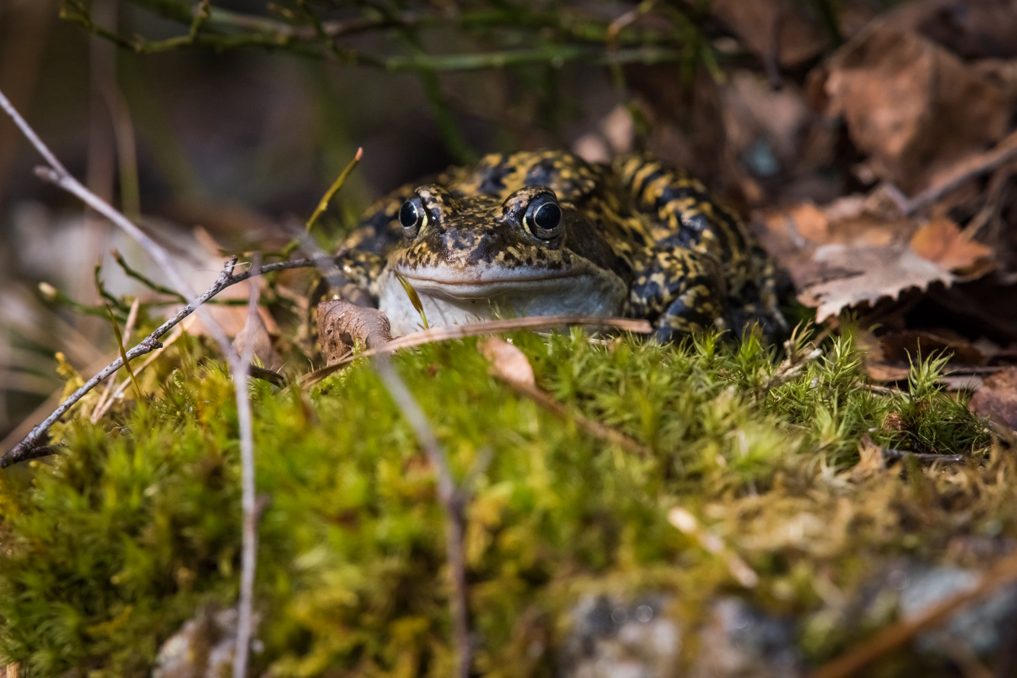 Svensk vanlig groda. Riktigt skarpa närbilder. Spana in galleriet...